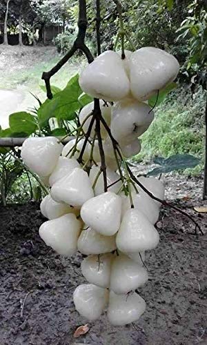 Haritham Rare Syzygium samarangense" White Wax Apple" Dwarf Variety ...