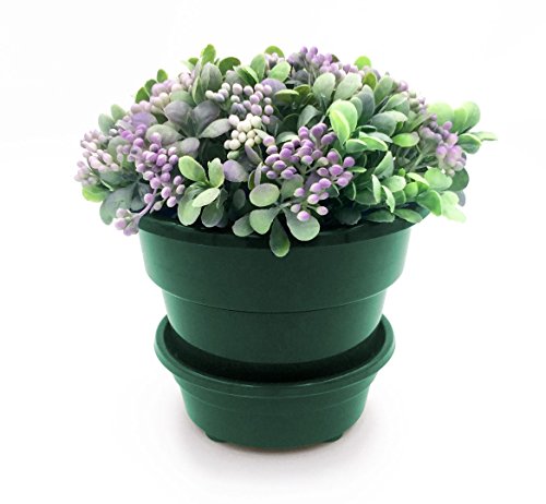 3 Best Pots for Jade Plants [2023 Edition] | Succulent Alley