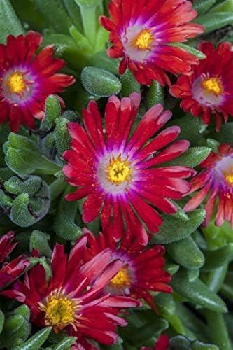 BALDUR Garten Winterharte Eisblumen "Summer Mix", 3 Pflanzen Delosperma ...