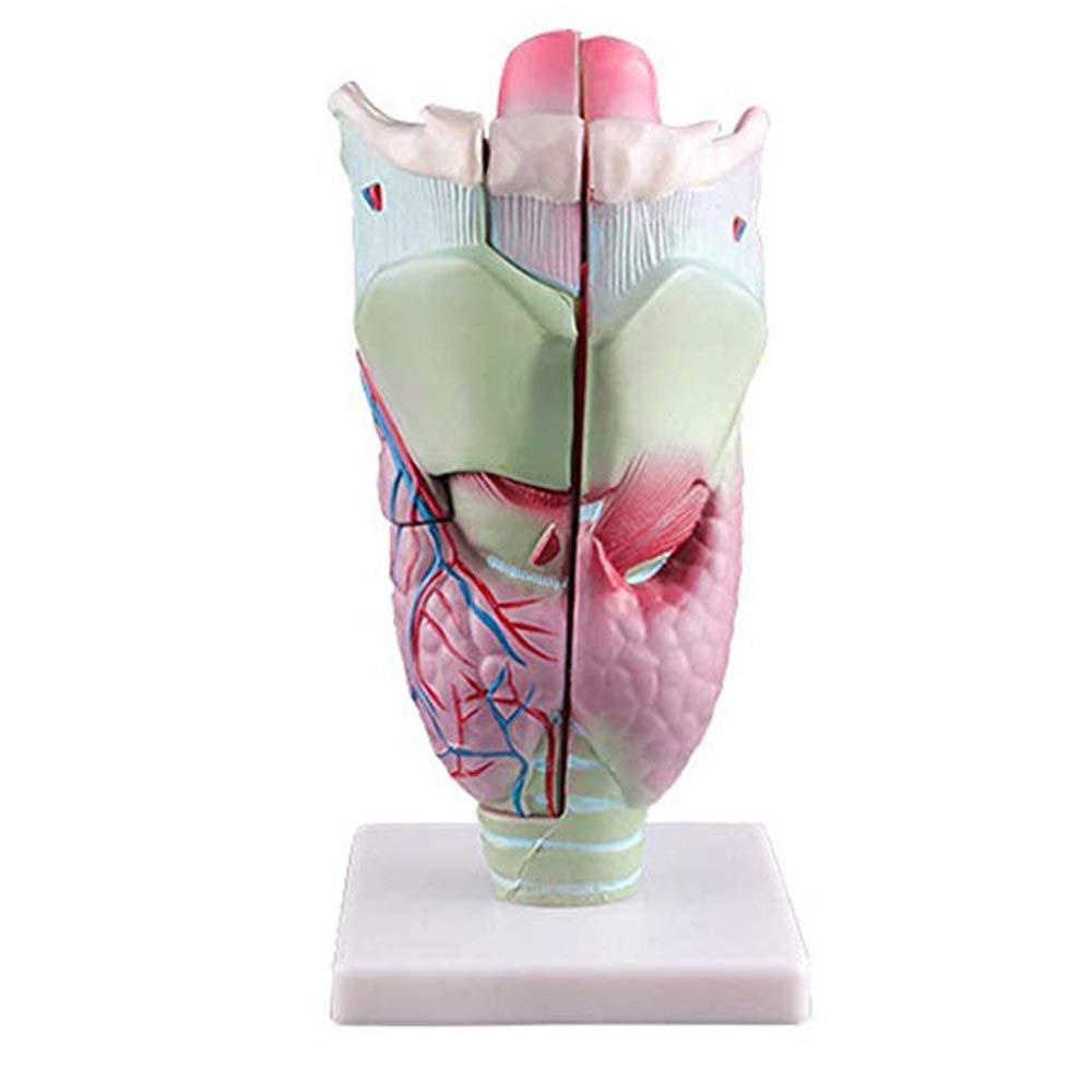 Buy Larynx Model Throat Anatomy Human Anatomical Medical Skeleton ...