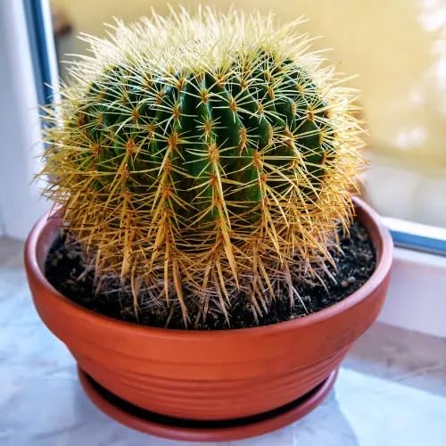 Mphmi Seedless Plant Plants Barrel Cactus Sapling (1pc) : Amazon.in ...