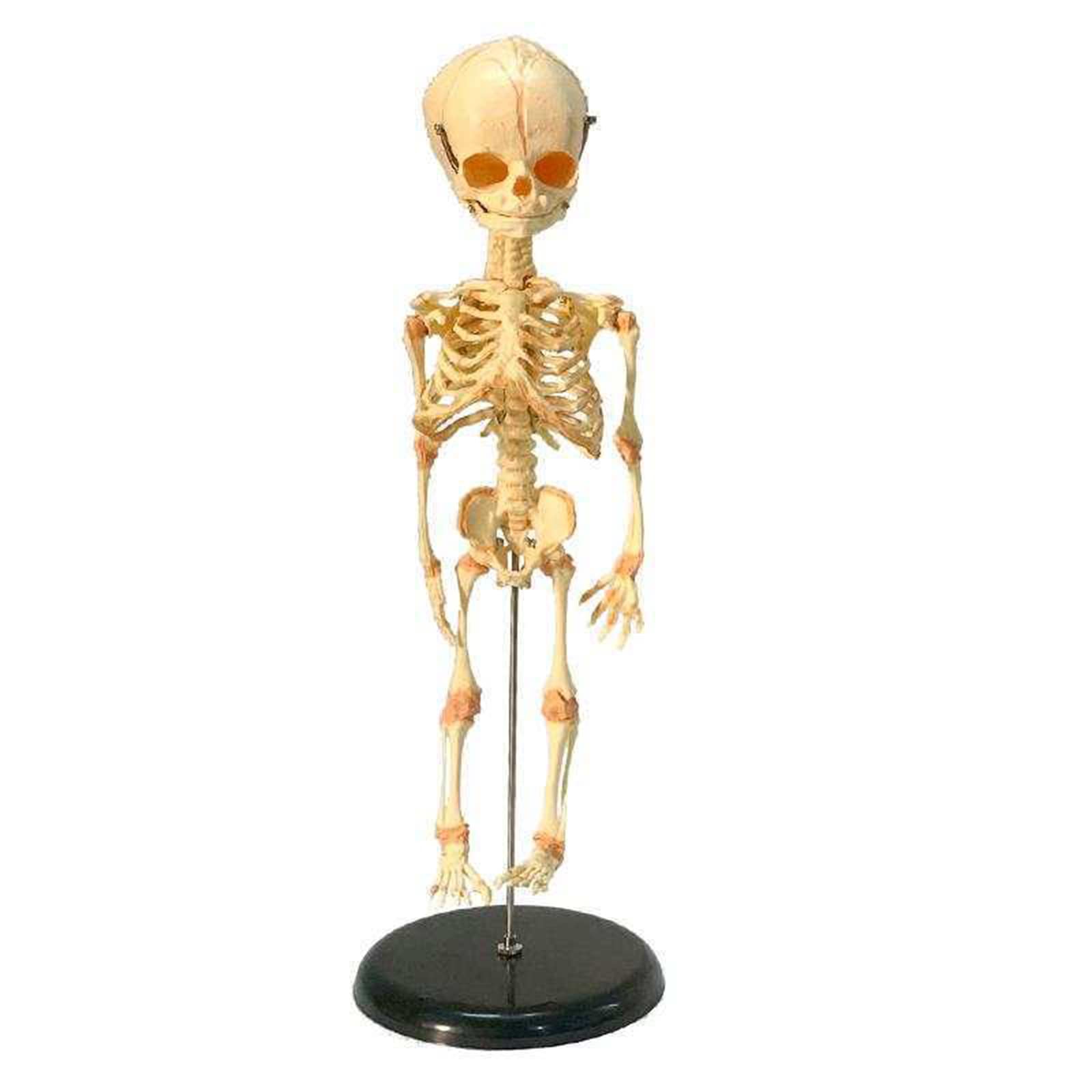 Buy Human Articulated Fetal Skeleton Teaching Model, Teaching ...