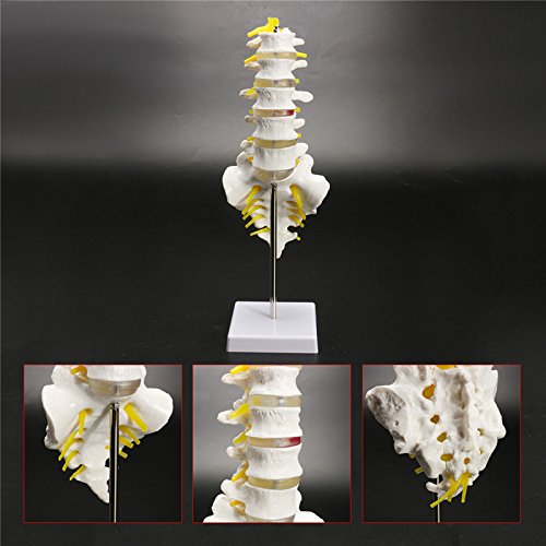 Buy DDOQ Funny Spine Model 12''Life Size Chiropractic Human Anatomical ...