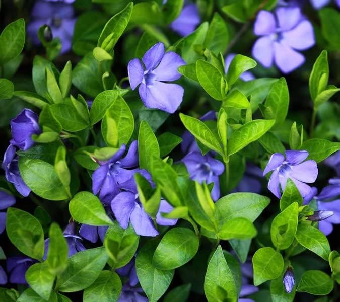 Amazon.com : 50 Vinca Plants, Vinca Minor Ground Cover Plants, Creeping ...