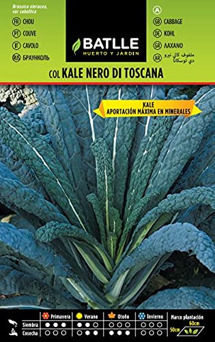 ¿Qué otro nombre recibe el kale?: Variantes del término popular de la ...