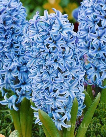 Crown Gallery® Imported Variety Hyacinth, Dutch hyacinth Flower bulbs ...