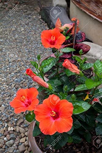 EdensField Grafted White Flower Hibiscus (Chembarathi) Plant (Live ...