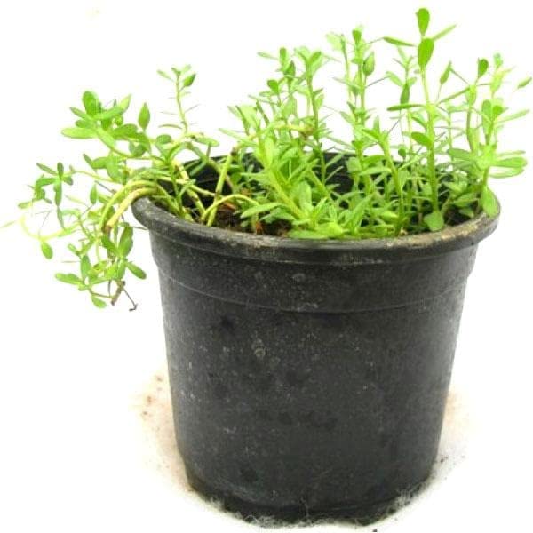 Bacopa Monnieri, Neer Brahmi - Plant : Amazon.in: Garden & Outdoors