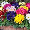 Amazon.com : Perennial Primula Seeds for Planting - 300 Common Primrose ...