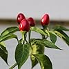 Amazon.com : 3 Chiltepin Pepper Plants Live 120 Days Old, Hot Chile ...