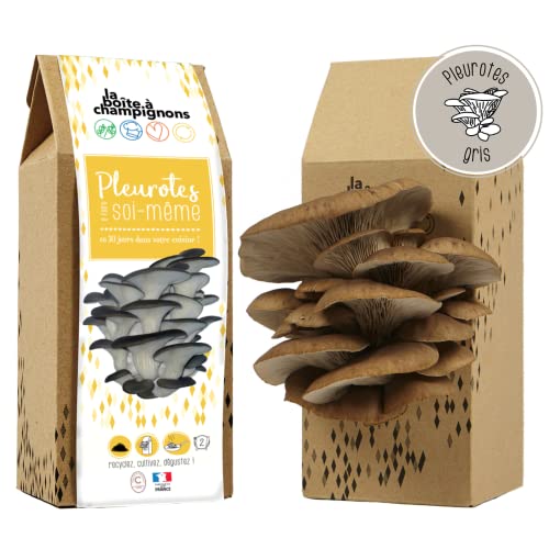 Kit champignon de paris : le classement des meilleurs de janvier 2023 ...