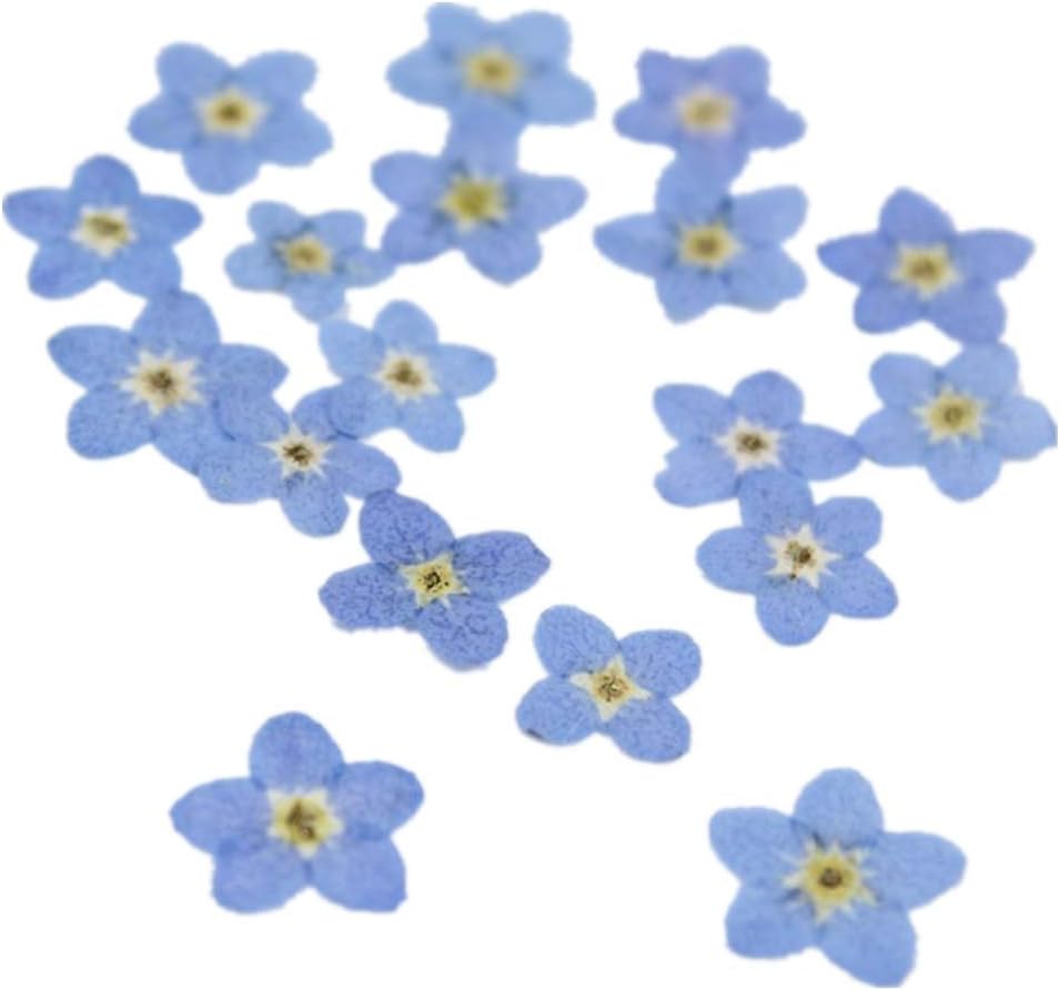 Amazon.com: 200 Pcs Natural Forget Me Not Pressed Dried Flowers Blue ...
