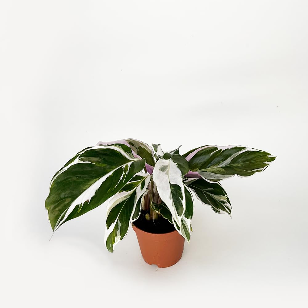 Amazon.com : Calathea Fusion White | Live Plant in a 2 Inch Growers Pot ...