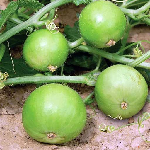 Tinde-Apple Gourd-Indian Gourd Desi Vegetable Pack Of 50 Hybrid Seeds ...