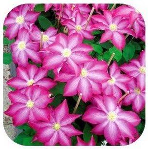 Amazon.com : clematis bulbs, clematis seeds mix, clematis hybridas ...