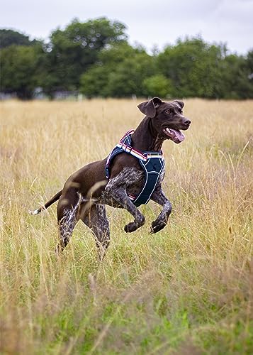Rosewood x Joules Rainbow Harness, Medium, Reflective Trim – BigaMart