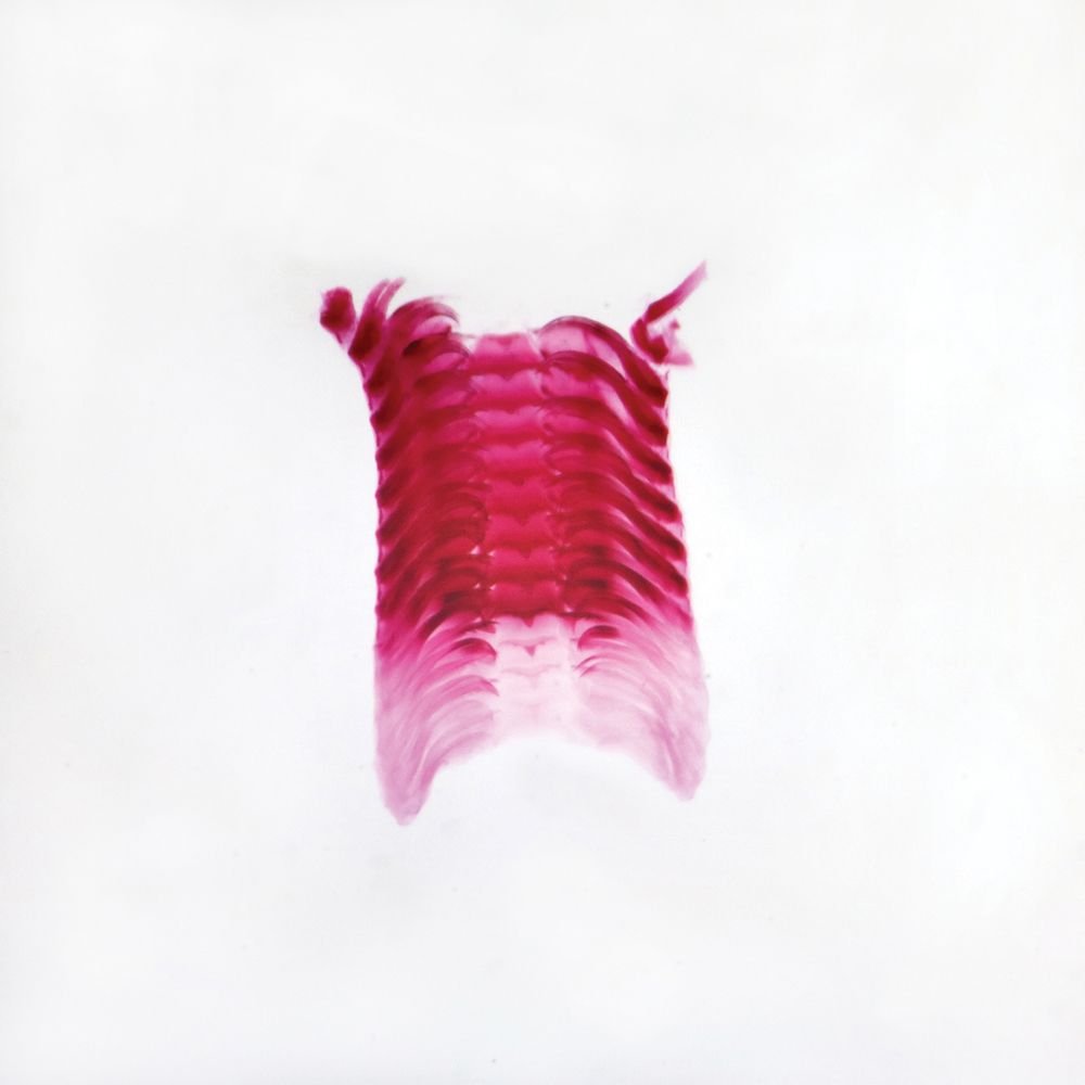 In Slide Radula In Molluscs