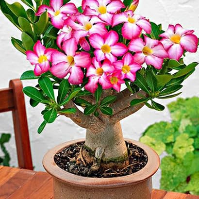 SeeGreen. -Adenium plant/adenium flower plant/adenium live plant ...