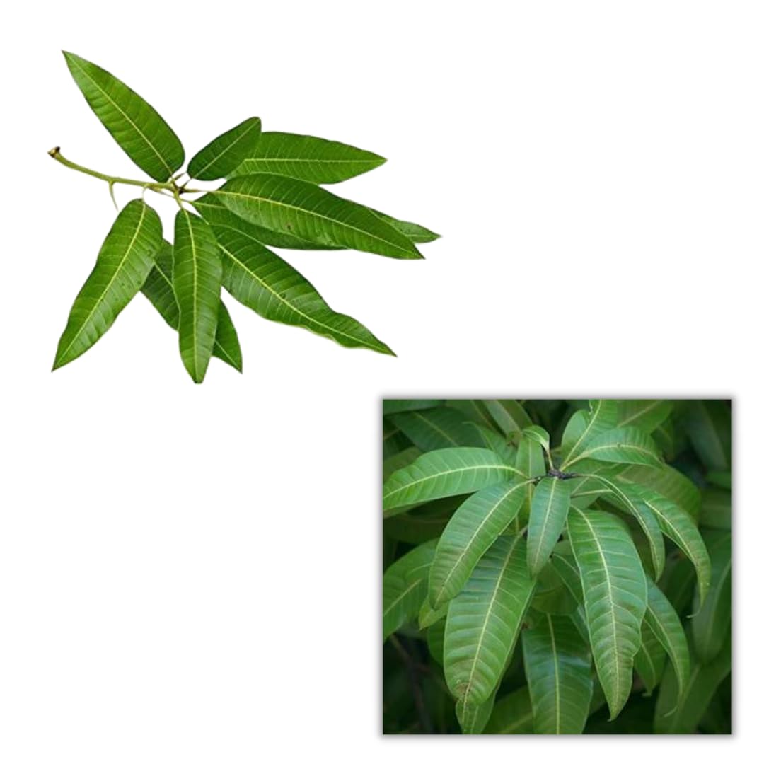 Buy Amra Pallav/Aam Patta/Pooja Mango Leaves for Puja Natural Online at ...