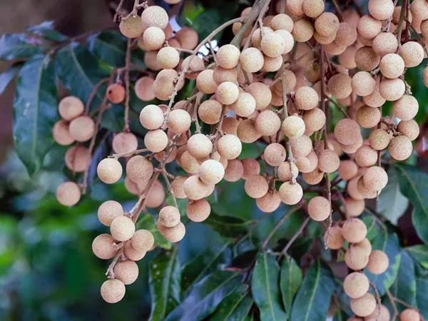 Cloud Farm Live Rare Dwarf Longan Fruit Plant, Thailand Variety Healthy ...