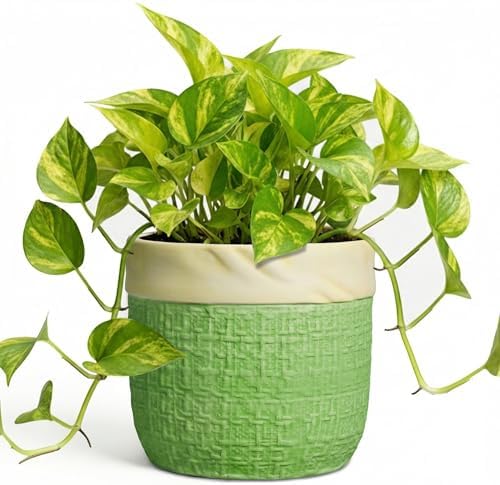 Amazon.com : Teagas Ceramic Plant Pots - 6 Inch Plant Pot with Drainage ...