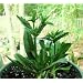 100 semillas de la hierba culantro (Eryngium foetidum) Recao Latin ...