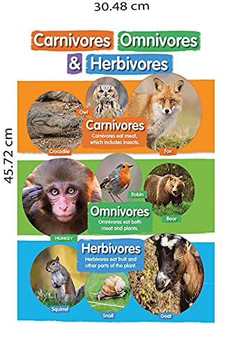 Buy Yellow Alley Animals Sticker Poster|Carnivores|Omnivores|Herbivores ...