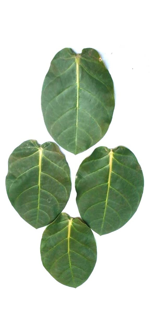 Buy Li6 ®™ Pure Fresh Organic Madar Leaves 15 Pcs indian Ayurvedic ...