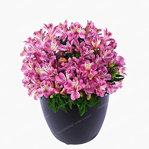 70 Pcs/Bag Alstroemeria Seeds Peruvian Lily Alstroemeria Inca Bandit ...