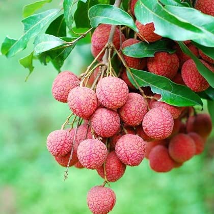 InGreen Early Ellaichi Hybrid Variant Sweet Tasty Litchi Plant Grafted ...
