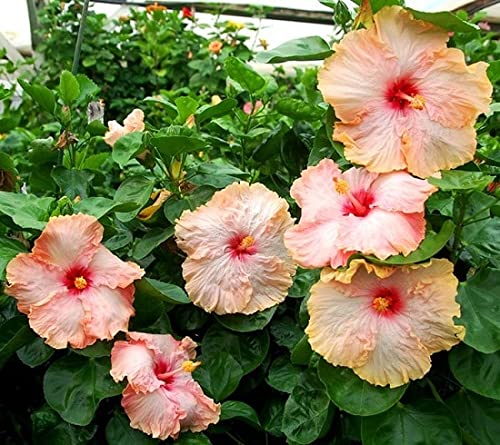 MVKR Live Hybrid Gudhal - Hibiscus Flower Plant I With Growbag : Amazon ...