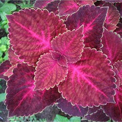 Mphmi Seedless Plant Outdoor Plants Coleus Electric Red Plant : Amazon ...