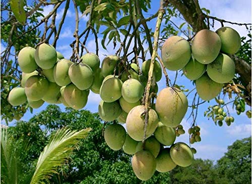 Exotica Orchids Dudhiya Malda Mango Plant-Grafted : Amazon.in: Garden ...