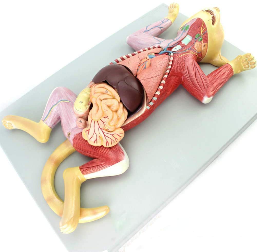 4d Anatomy Model Cat Vision Human Anatomy Pet Organ Veterinary ...