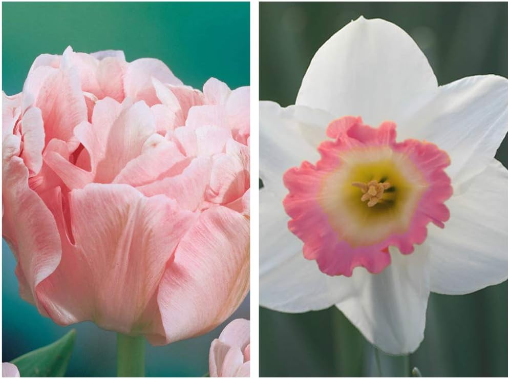 JULIA'S GARDEN-20 PINK TRUMPET DAFFODIL & PINK DOUBLE PEONY TULIP ...