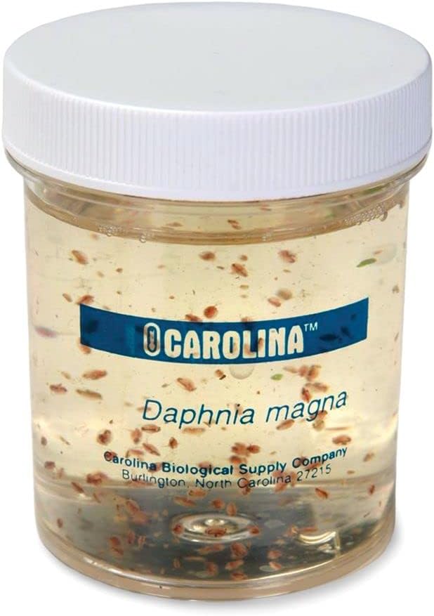 Amazon.com: Brine Shrimp Direct Spirulina Powder, 16 oz : Pet Supplies