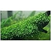 Amazon.com: Marcus Fish Tanks - 3X Java Moss Taxiphyllum Barbieri ...