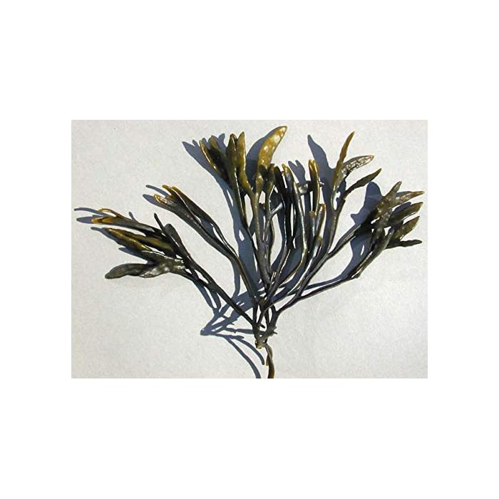 Buy Wild Irish Seaweeds Organic Pelvetia Canaliculta/Channel Wrack ...