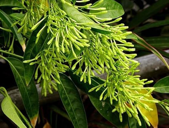 Suchitra Greenery® Beautiful Hasnuhana Flower Plant Raat Ki Rani Night ...