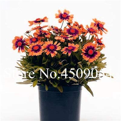 35Pcs Calliopsis Seeds Cosmos Bipinnatus Seeds As Coreopsis Flower ...