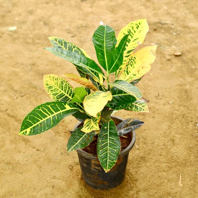 Mphmi Pune Plants Live Season Indoor Croton petra in 8 Inch Plant Pot ...