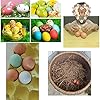 JZK 10x White and brown realistic wooden eggs for craft and home ...