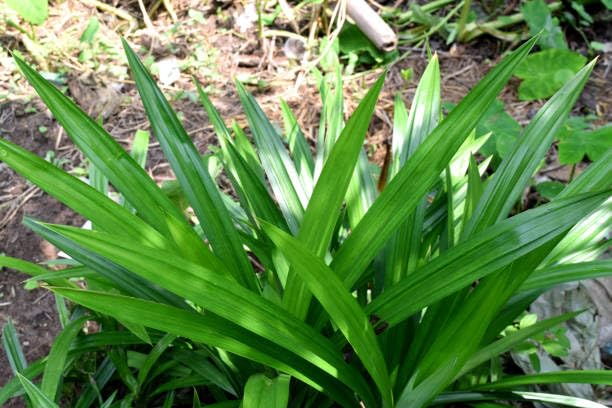 Pandanus Amaryllifolius Plant Pandan Plant Rambha Biryani Plant Basmati ...