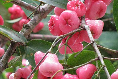 Arlo ' Rose Water Apple ' Tropical Plant (1 Plant) : Amazon.in: Garden ...