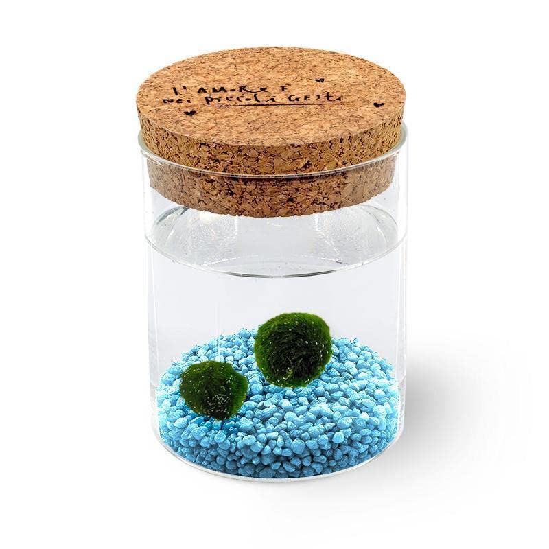 Marimo Original Sughero L'amore è nei Piccoli Gesti – Coppia (fondale azzurro) : Amazon.it ...