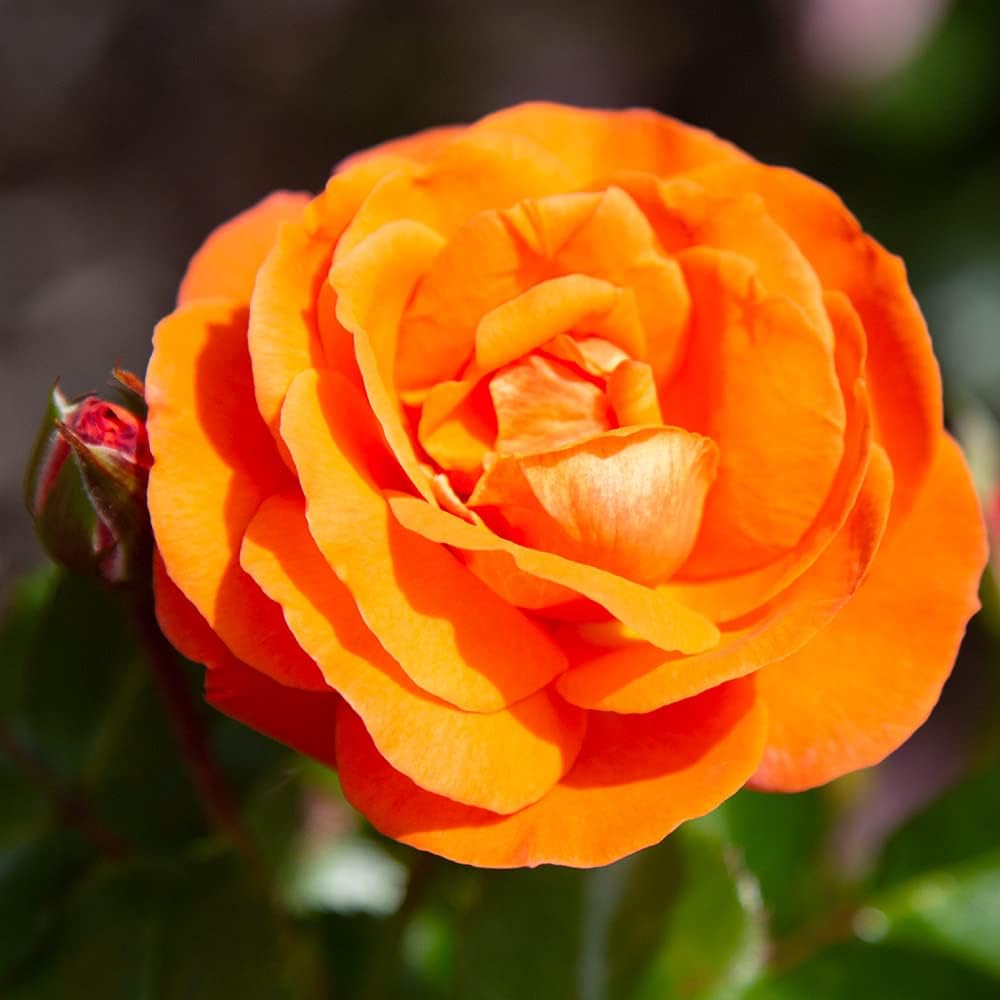 Amazon.com : Heirloom Roses Rose Plant - Love Multi Colored Rose Bush ...