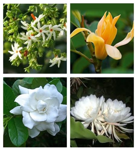 Yellow Swarnachapa Flower Plant, Shiuli Flower Plant, Gandharaj Flower ...