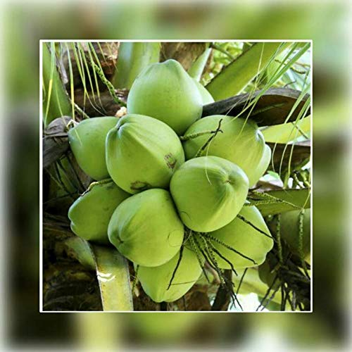 Arlo RARE COCONUT LIVE PLANT - RARE "GREEN MALAYAN" KERALA COCONUT (2 ...