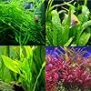 Amazon.com: Mainam 4 Different Alternanthera Lilacina Amazon Sword Java ...