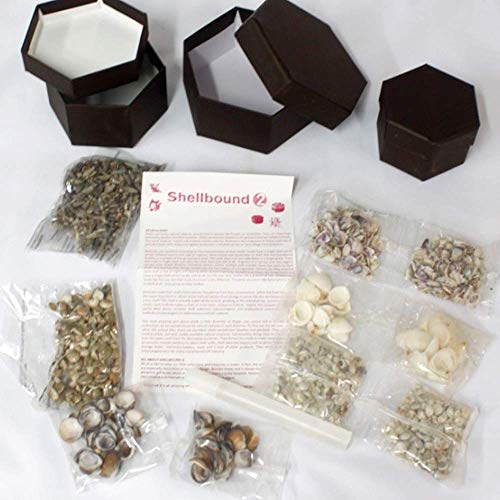 Buy ToyKraft Shellbound-2 (Multicolor) Online at Lowest Price Ever in ...